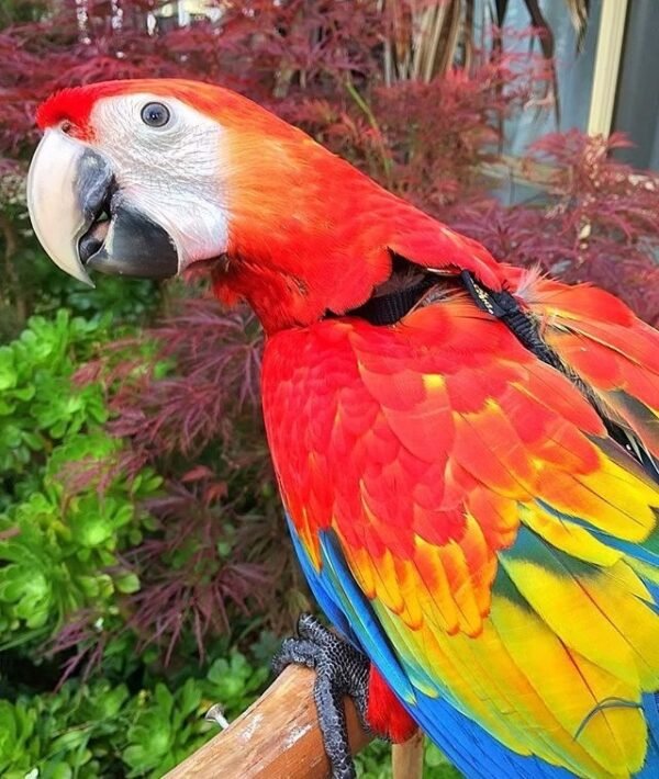 scarlet macaw for sale - Blue and Gold Macaw For Sale | Hyacinth Macaws ...
